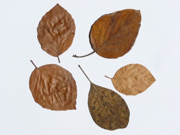 texture 0066 - Texturelib